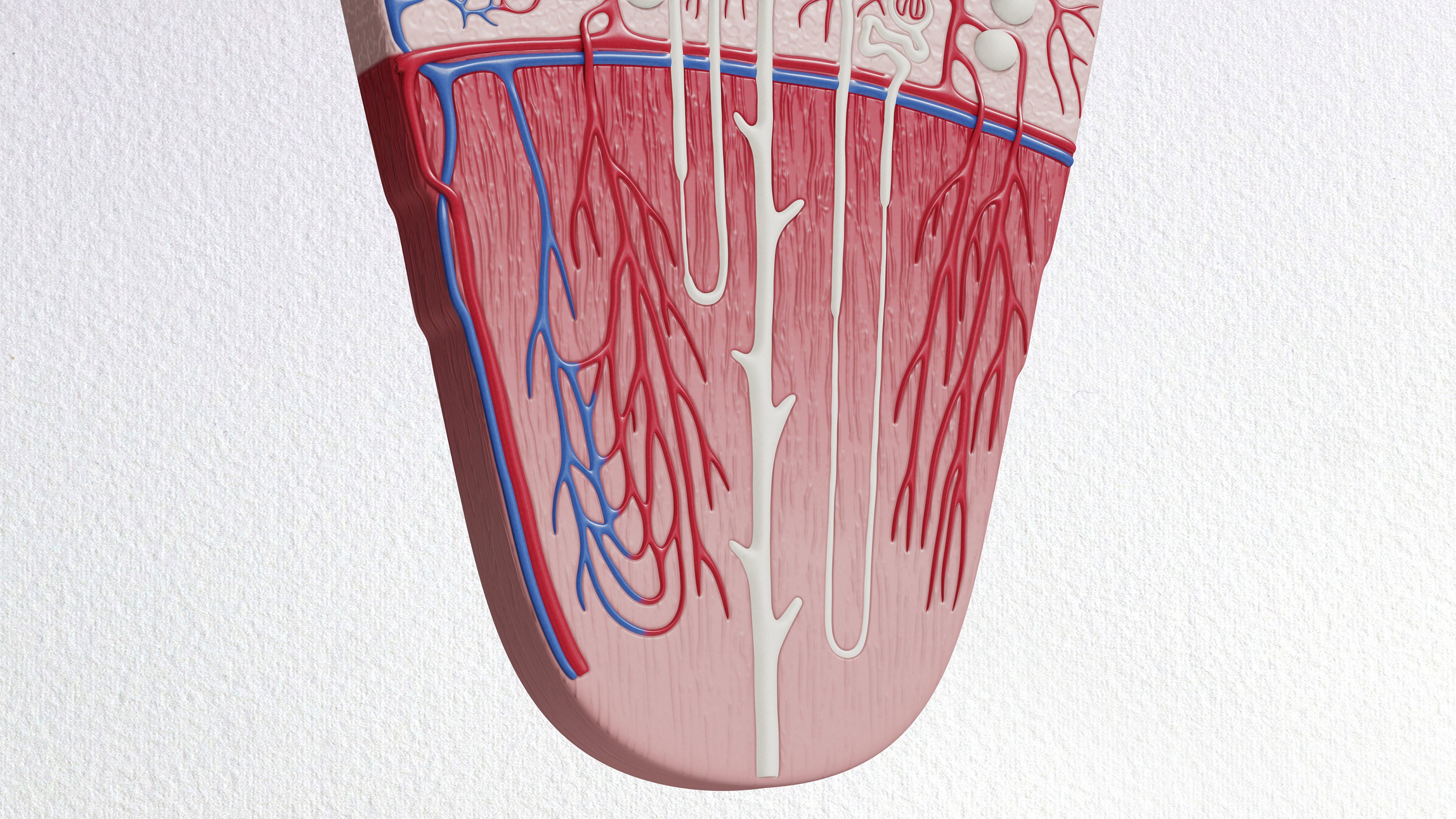 Kidney Nephron Model