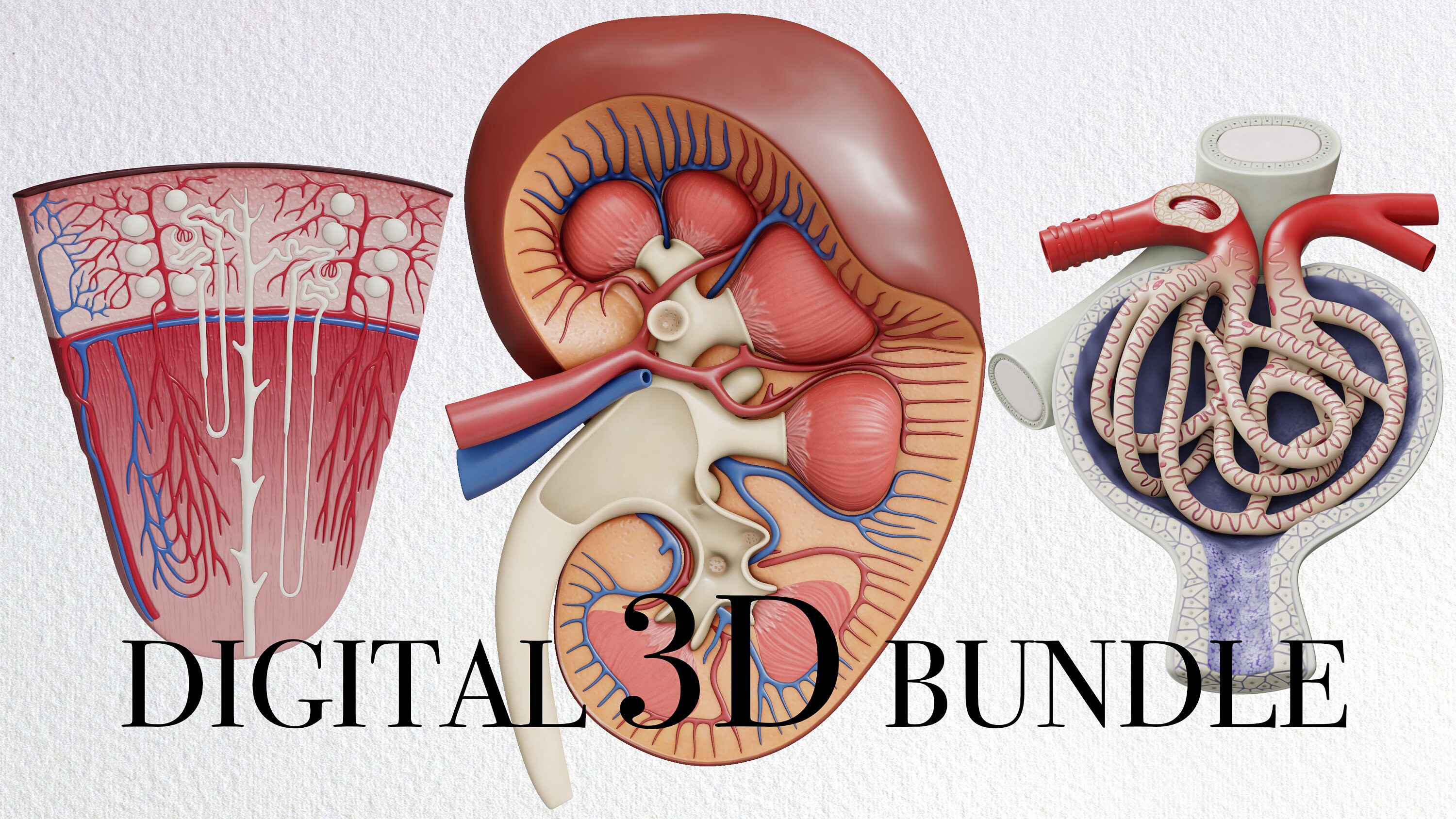 Human Excretory System Kidney