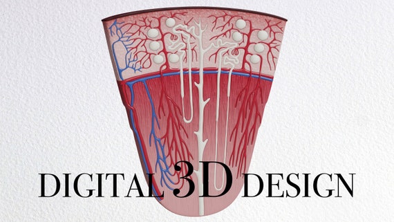 Nephron 3d Model