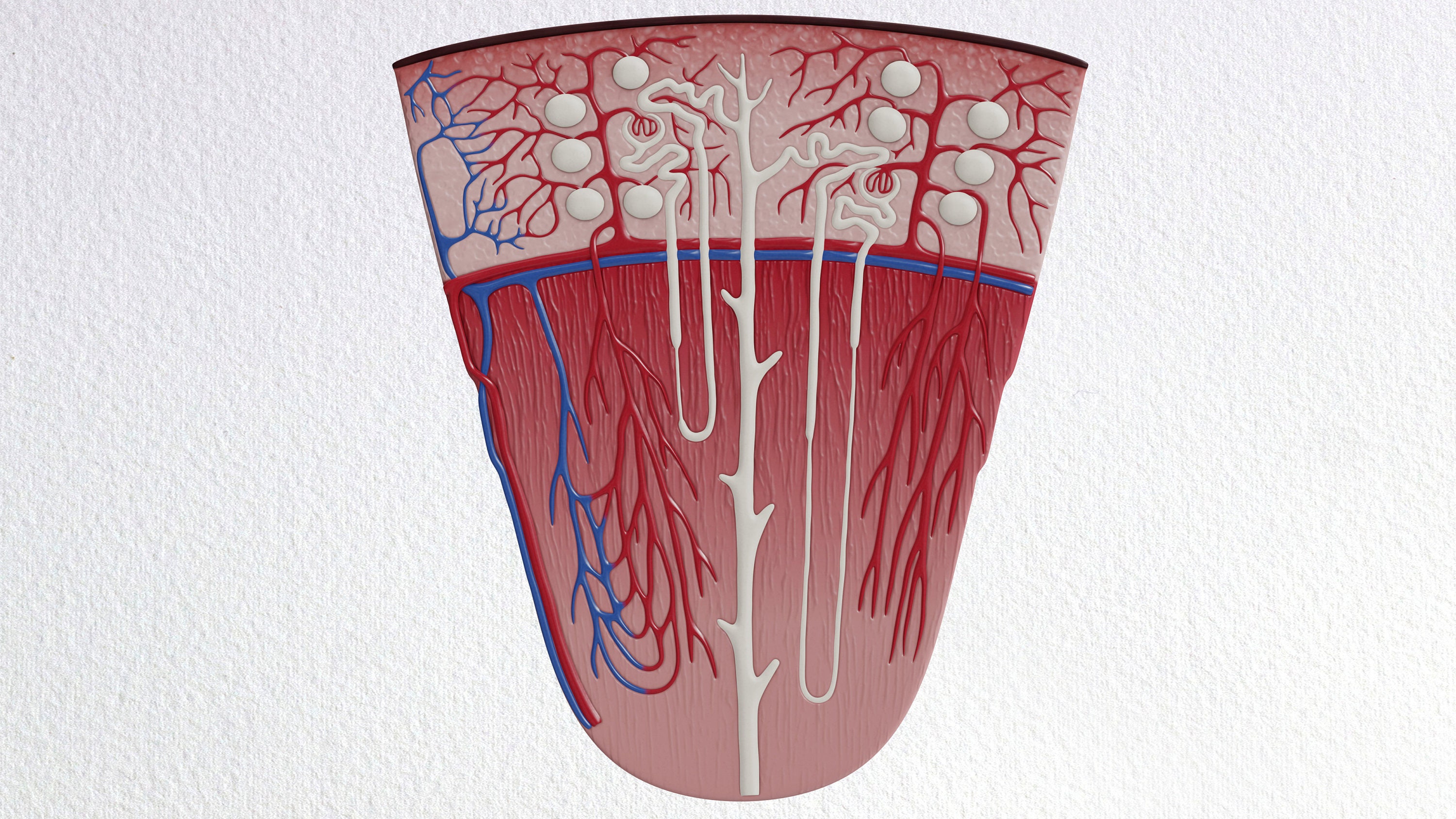 Modelo 3D de nefrona humana Digital profesional anatomía del - Etsy México