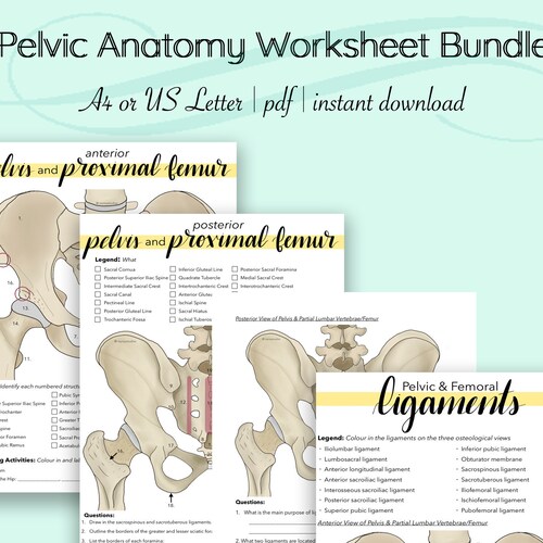 Placenta Educational Poster Study Bundle | Etsy UK