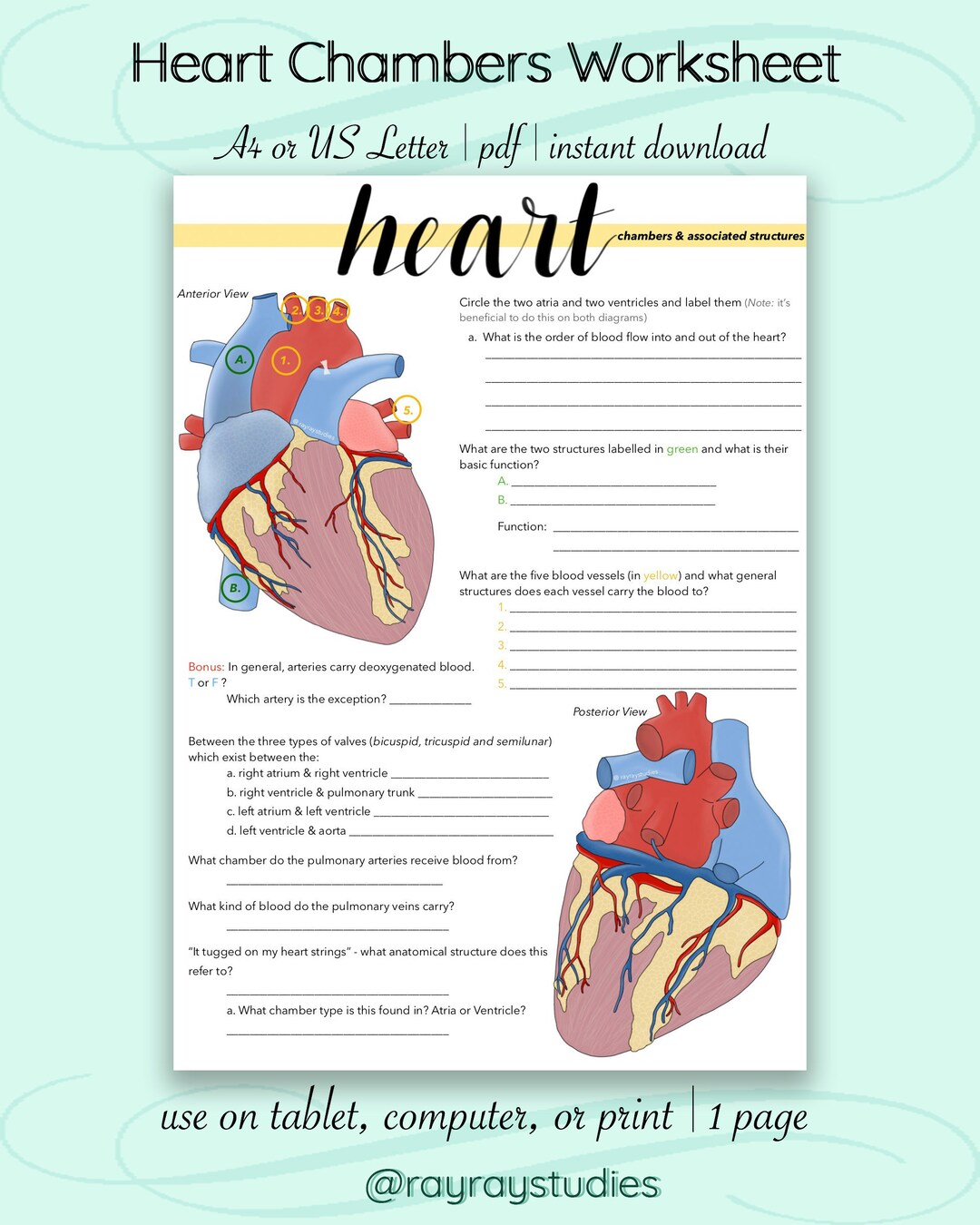 Heart Chambers Worksheet - Etsy