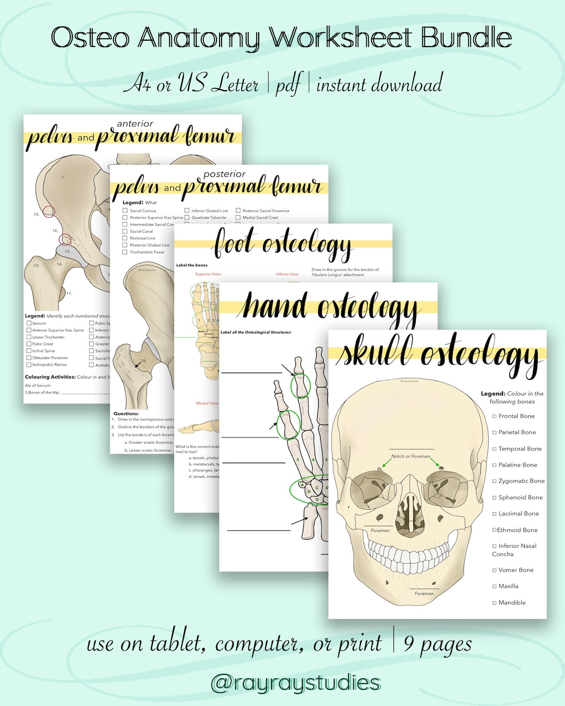 Osteology Anatomy Worksheets - Bundle - Etsy