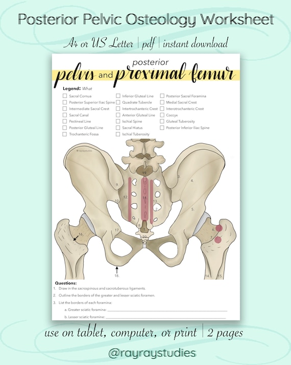 Posterior Pelvic Bone Anatomy