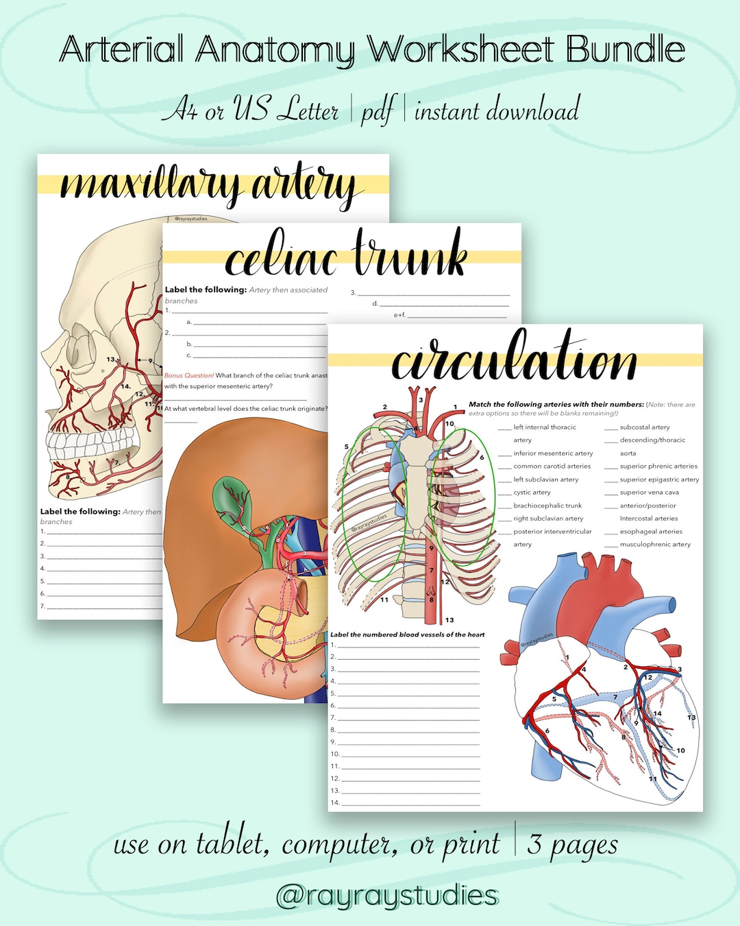 Artery Worksheets - Bundle - Etsy
