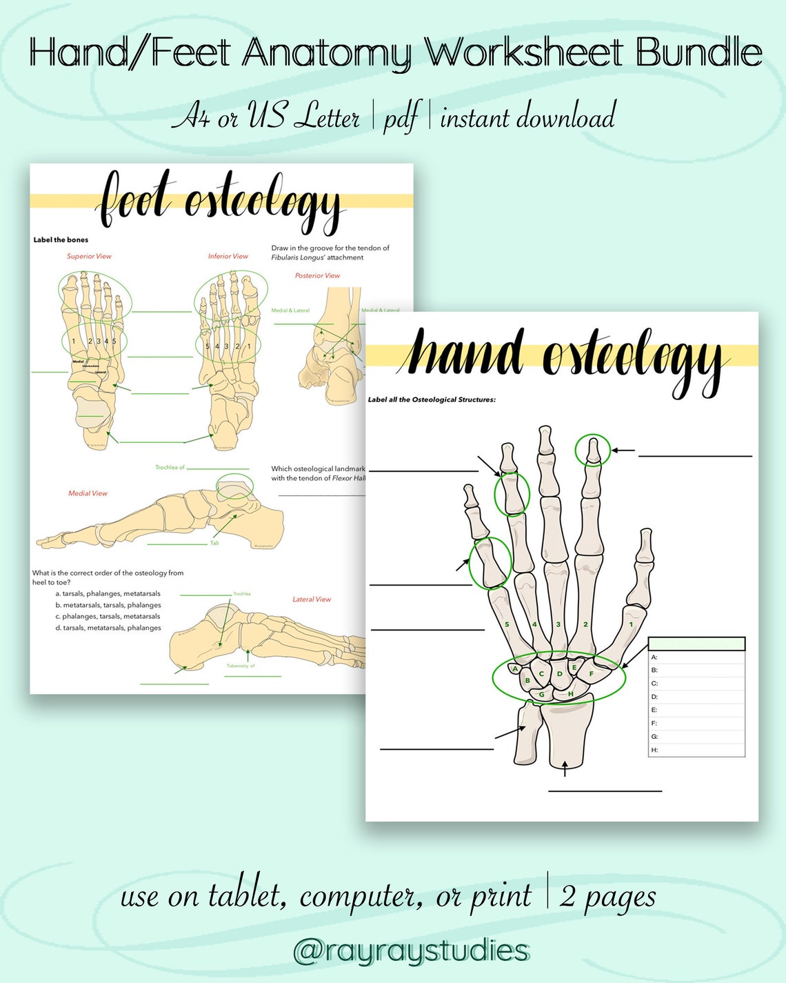 Hand/feet Osteology Anatomy Worksheets - Bundle - Etsy