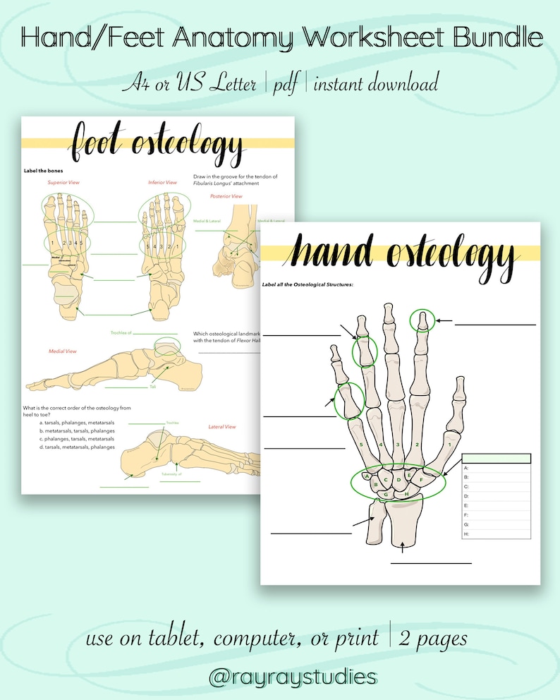 Hand/feet Osteology Anatomy Worksheets - Bundle - Etsy