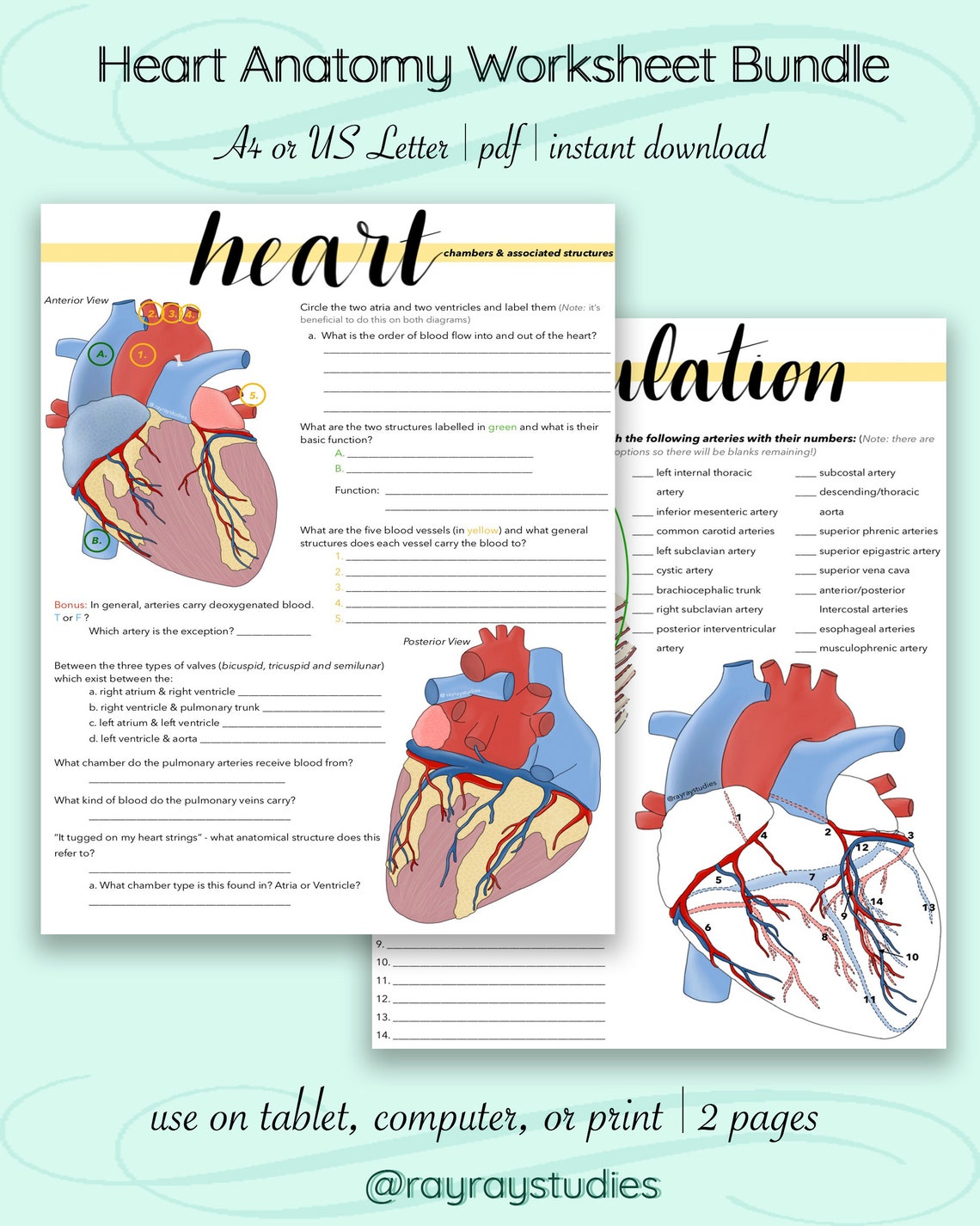 Heart Anatomy Worksheets - Bundle - Etsy