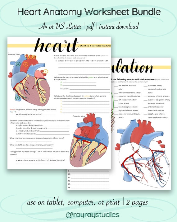 30 Label The Heart Worksheet Label Design Ideas 2020
