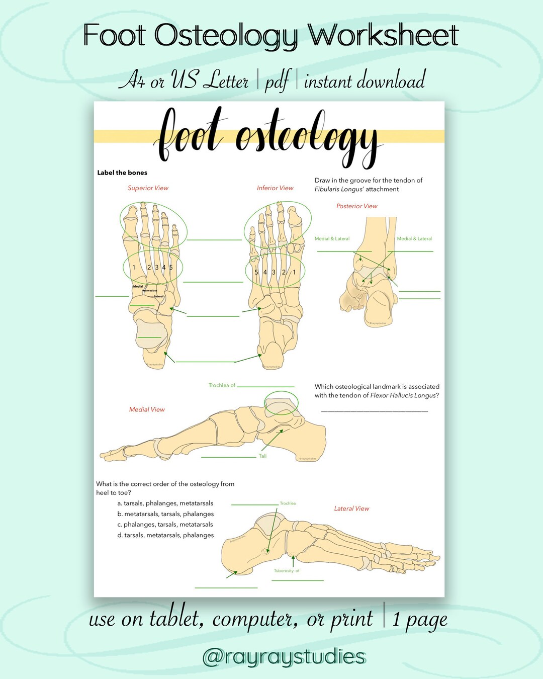 Foot Osteology Worksheet - Etsy