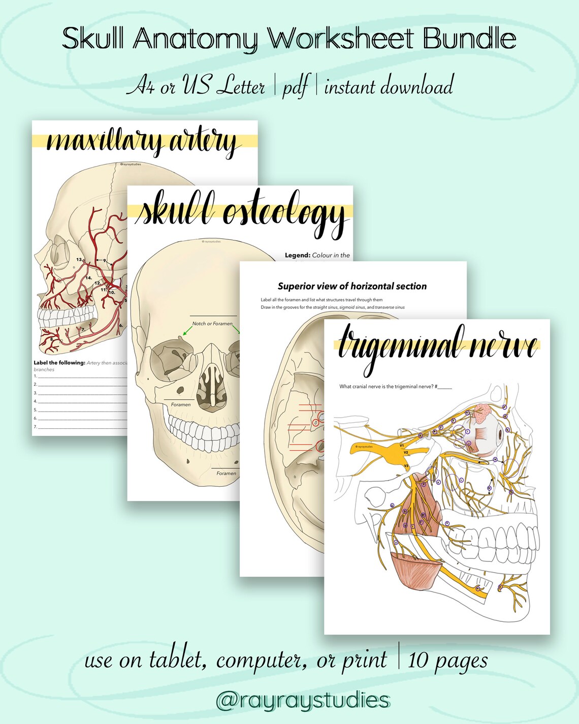 Skull Anatomy Worksheets - Bundle - Etsy
