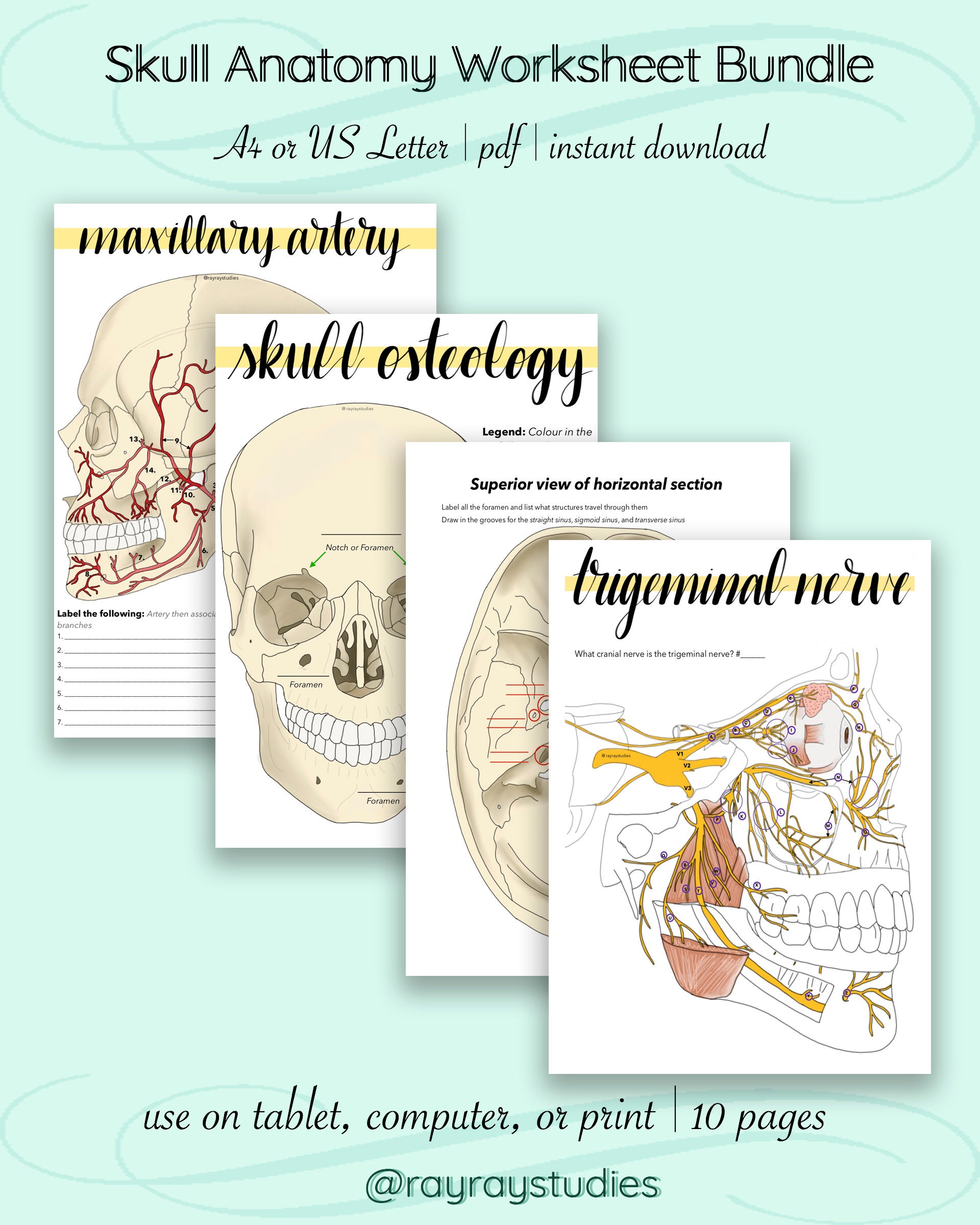 Skull Anatomy Worksheets - Bundle - Etsy