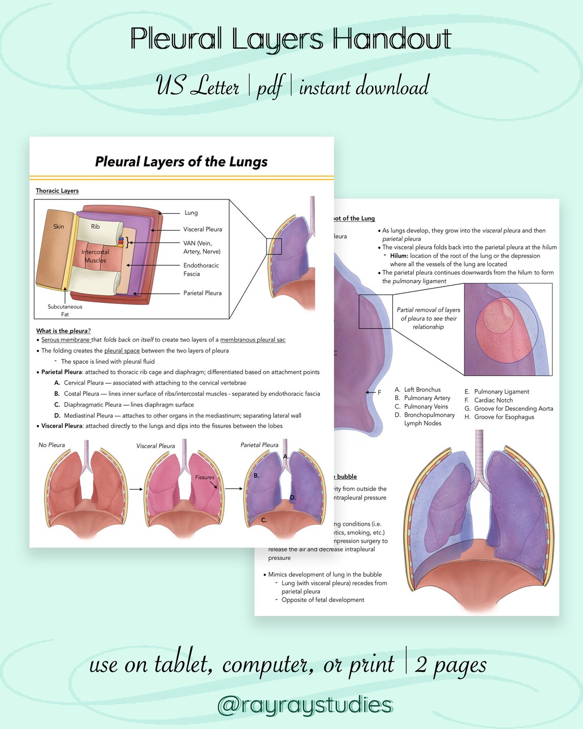Pleural Layers of the Lungs - Handout - Etsy