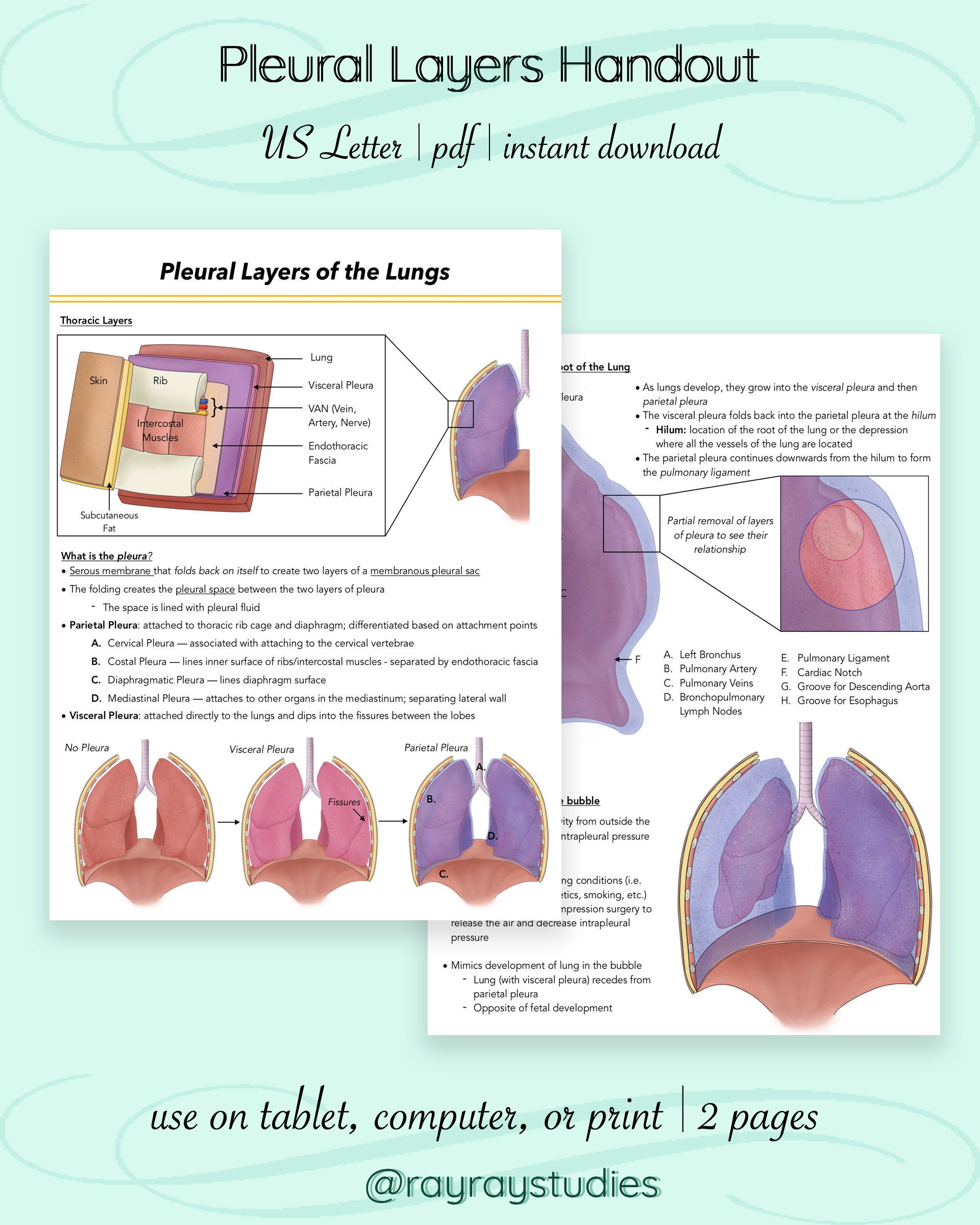 Lungeanatomi Pleura Pleural Effusion Or Water In The Lungs? Find Out