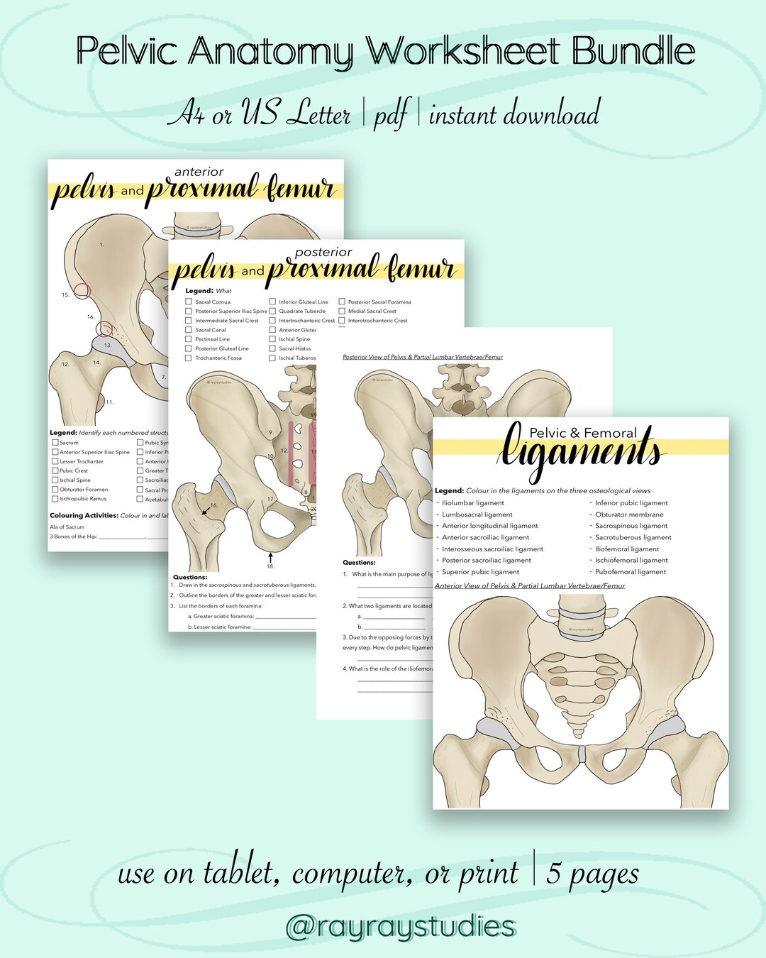 Pelvic Anatomy Worksheets Bundle - Etsy