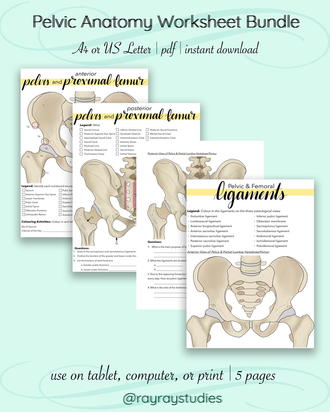 Pelvic Anatomy Worksheets Bundle - Etsy