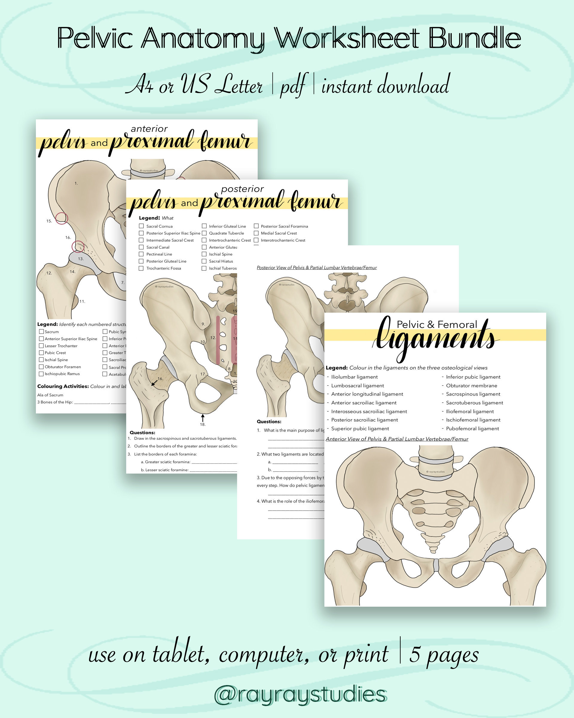 Pelvic Anatomy Worksheets Bundle - Etsy