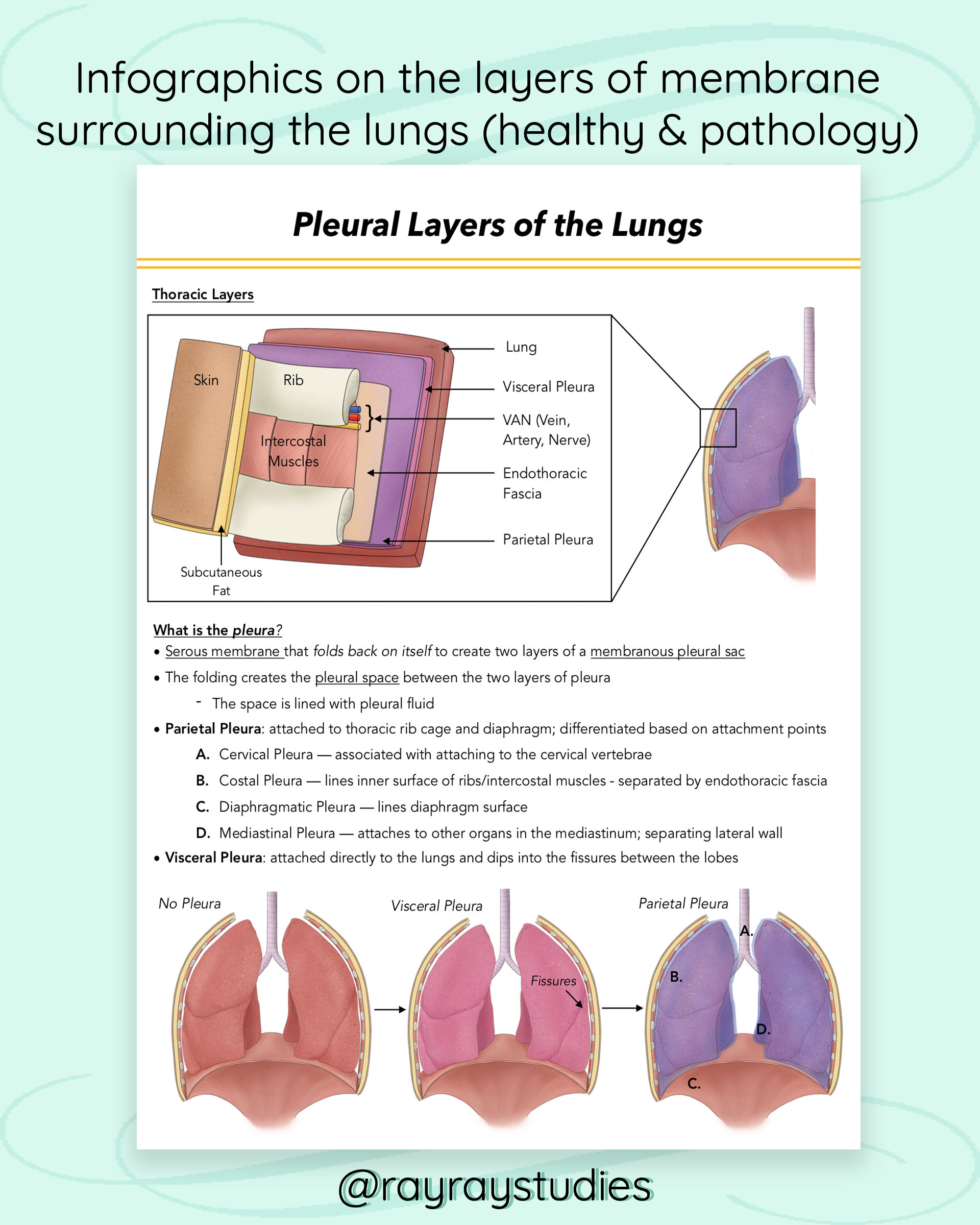 Pleural Layers of the Lungs - Handout - Etsy