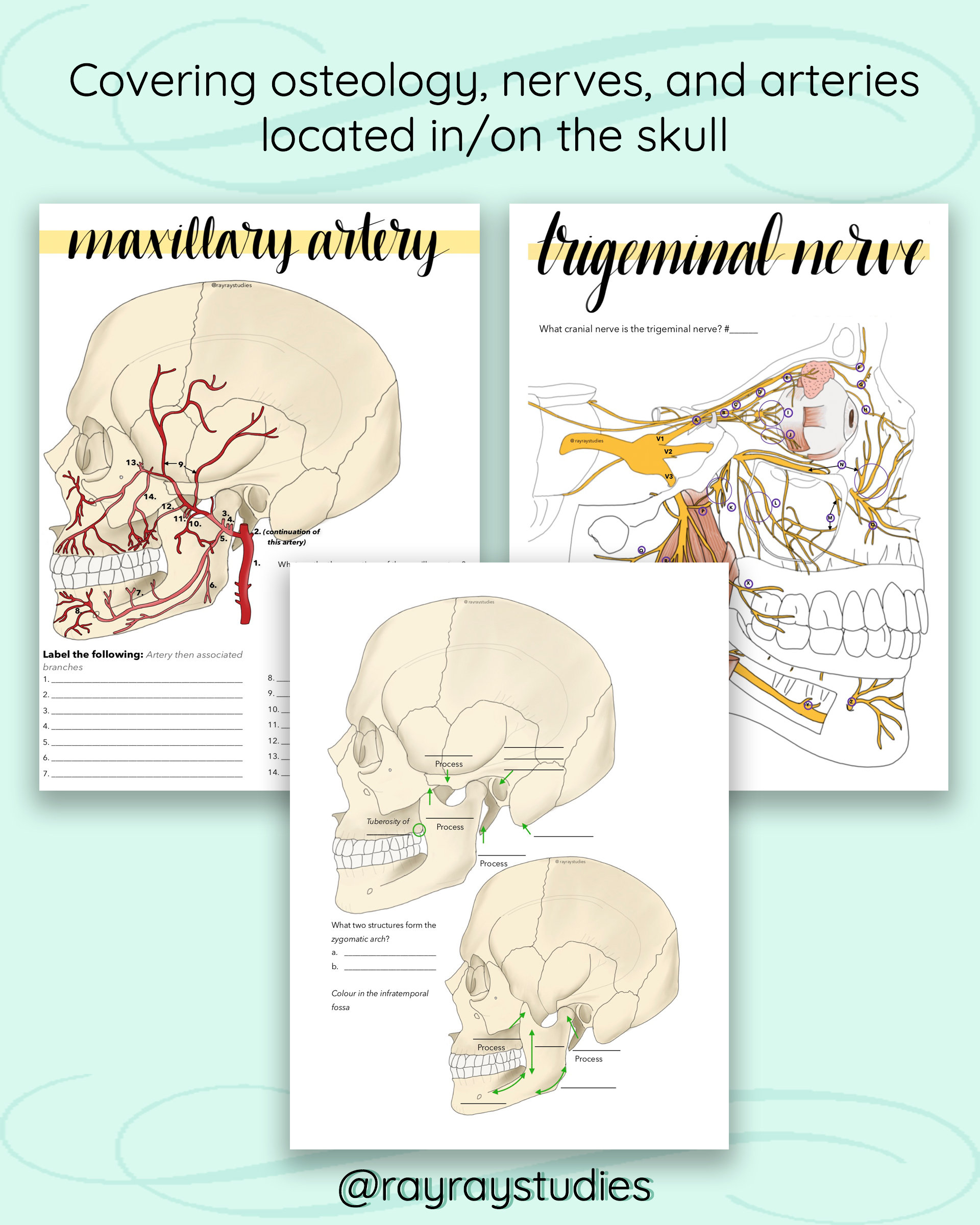 Skull Anatomy Worksheets - Bundle - Etsy