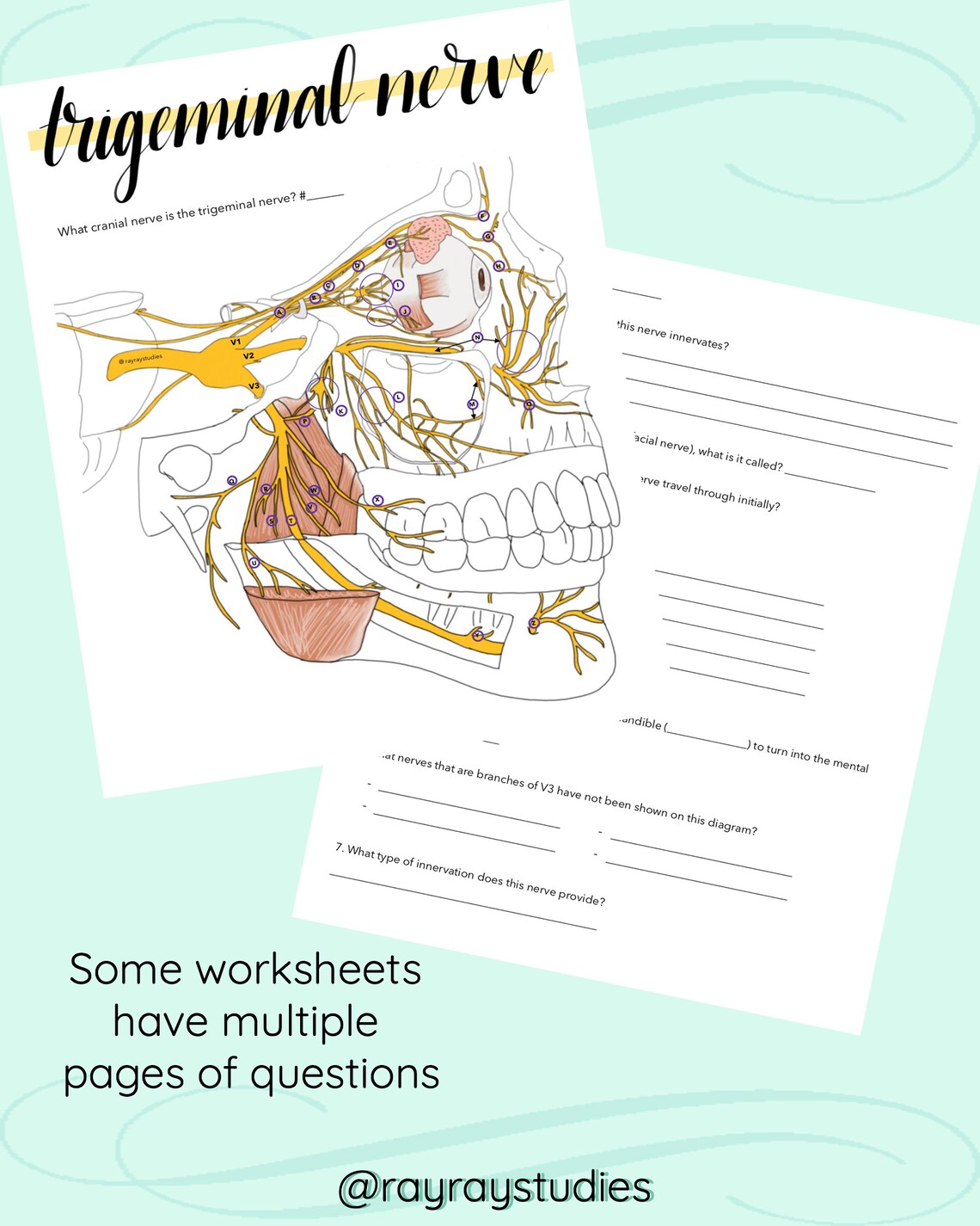 Skull Anatomy Worksheets - Bundle - Etsy