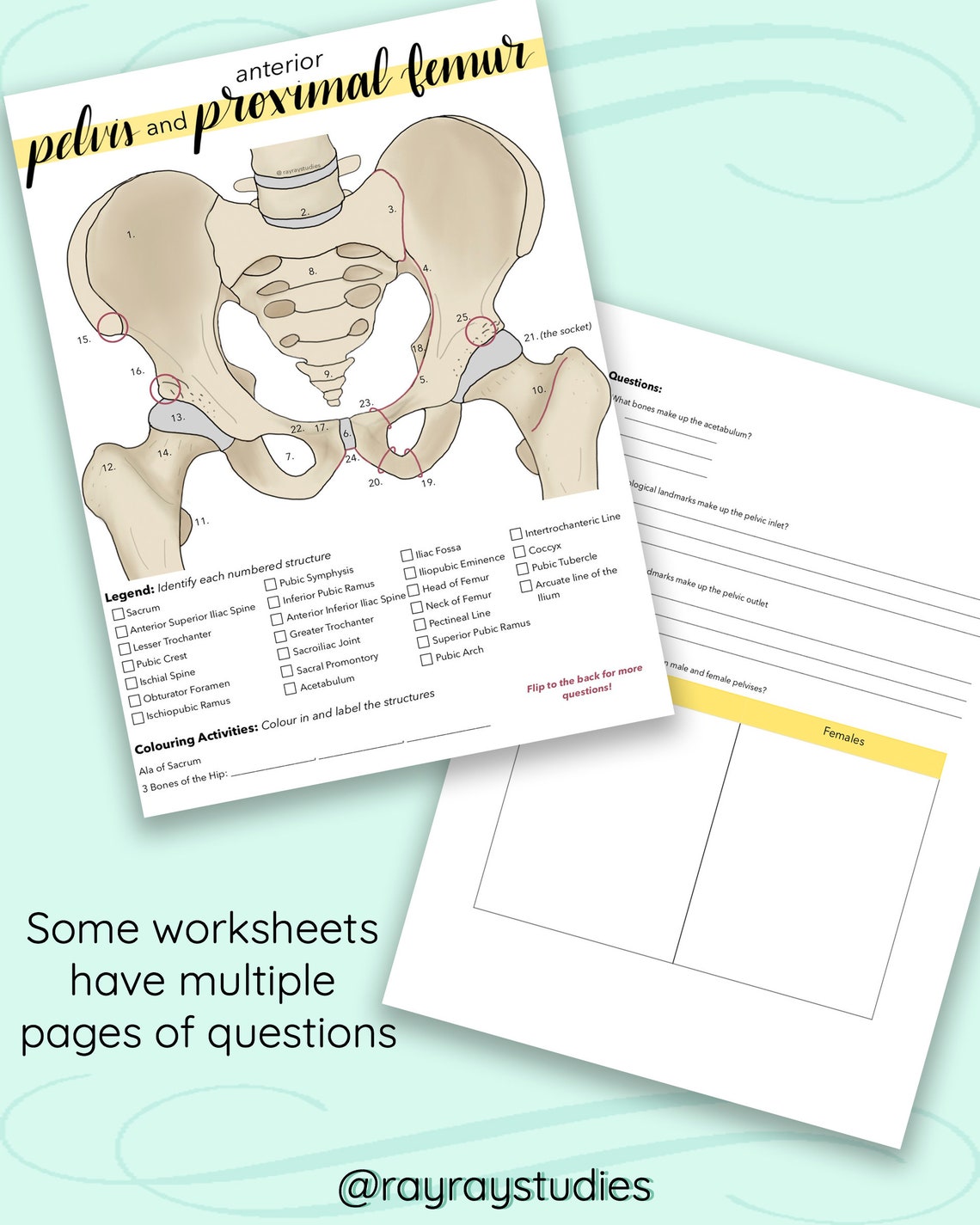Pelvic Anatomy Worksheets Bundle - Etsy