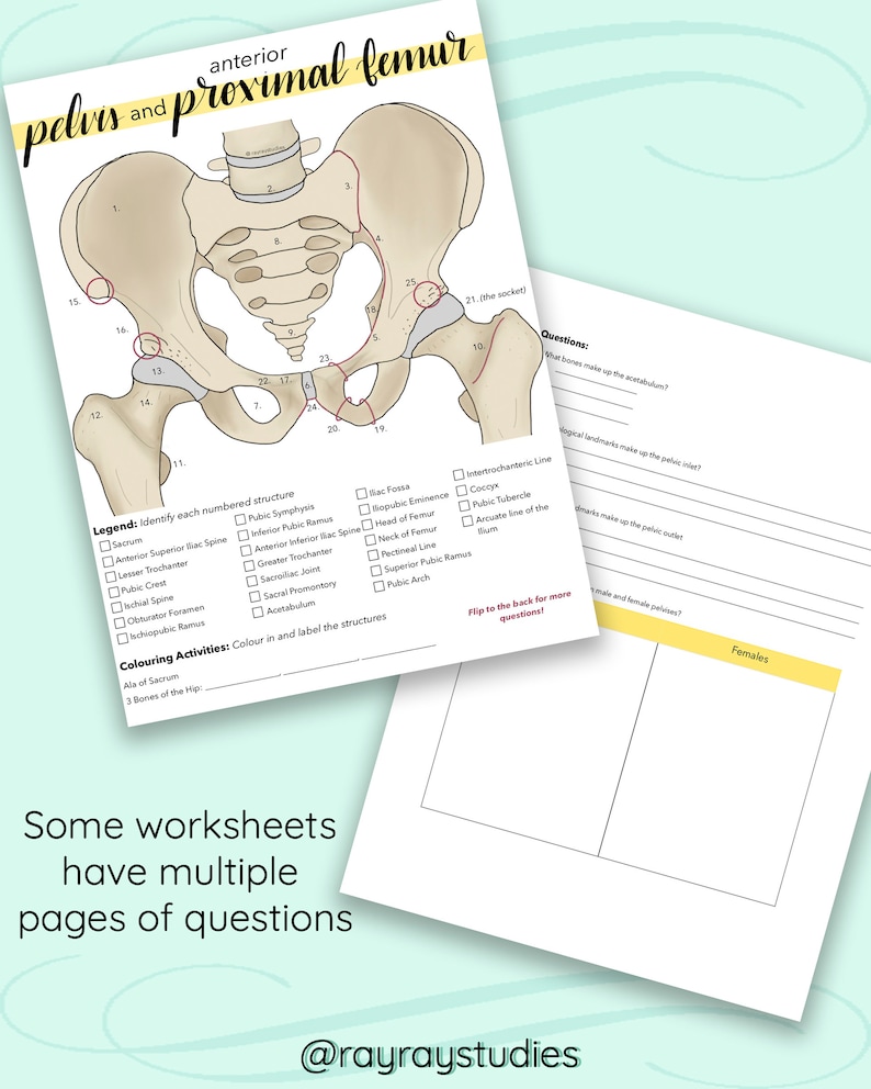 Pelvic Anatomy Worksheets Bundle - Etsy