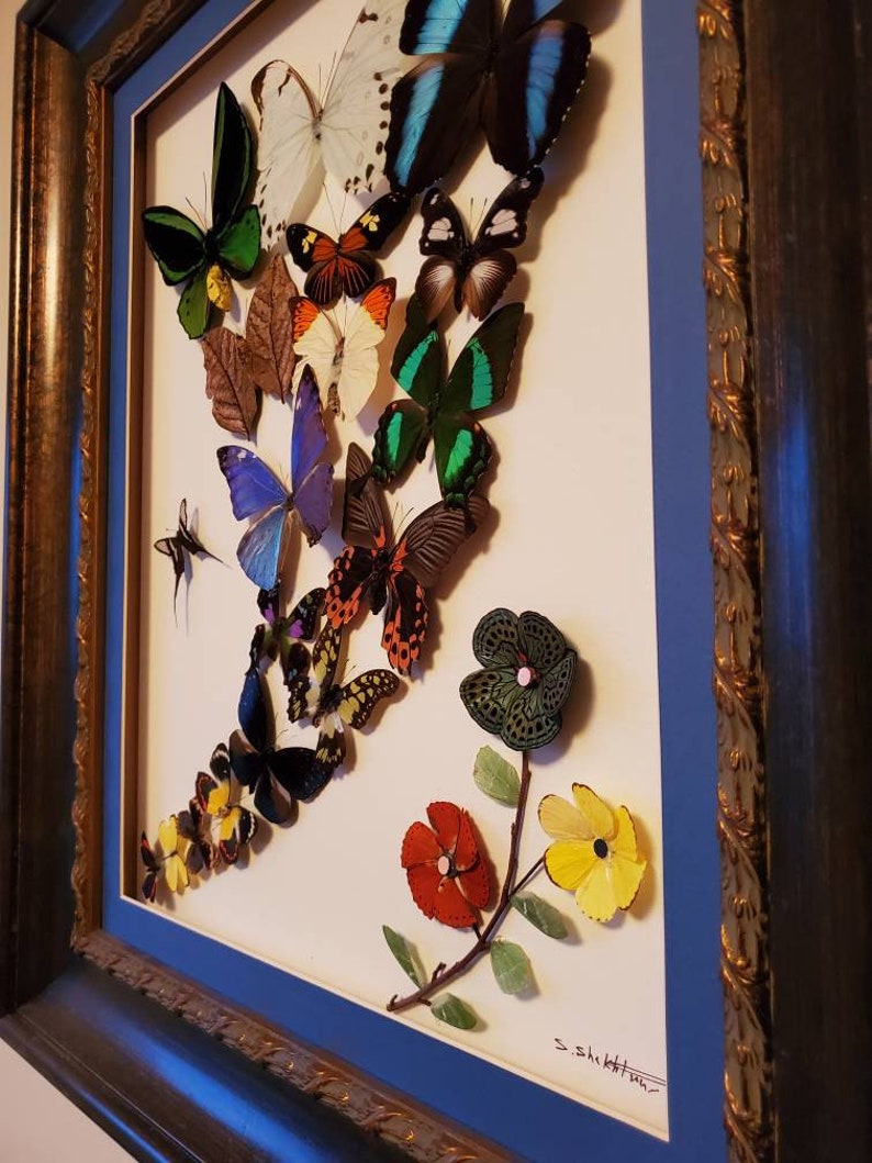 Framed Butterflies Butterfly Display Mounted Butterflies Wall Art ...
