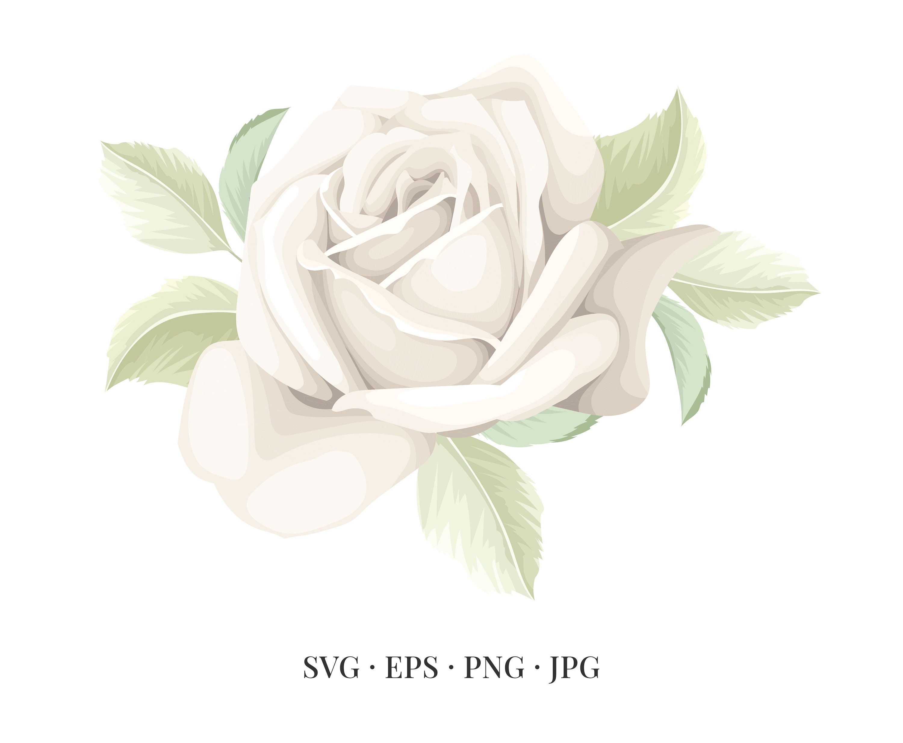 White Rose Bloom - Flower Illustration Floral Floristic Watercolor ...