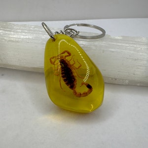 Scorpion Amber Keychain, Scorpion Keychain, Scorpion, Backpack Keychain ...