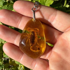 Scorpion Amber Keychain, Scorpion Keychain, Scorpion, Backpack Keychain ...