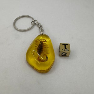 Scorpion Amber Keychain, Scorpion Keychain, Scorpion, Backpack Keychain ...