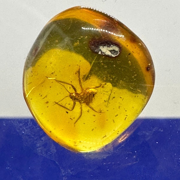 Amber With Insect - Etsy