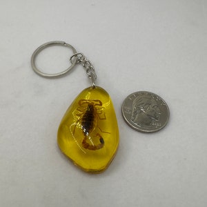 Scorpion Amber Keychain, Scorpion Keychain, Scorpion, Backpack Keychain ...