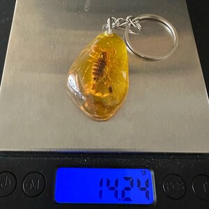 Scorpion Amber Keychain, Scorpion Keychain, Scorpion, Backpack Keychain ...