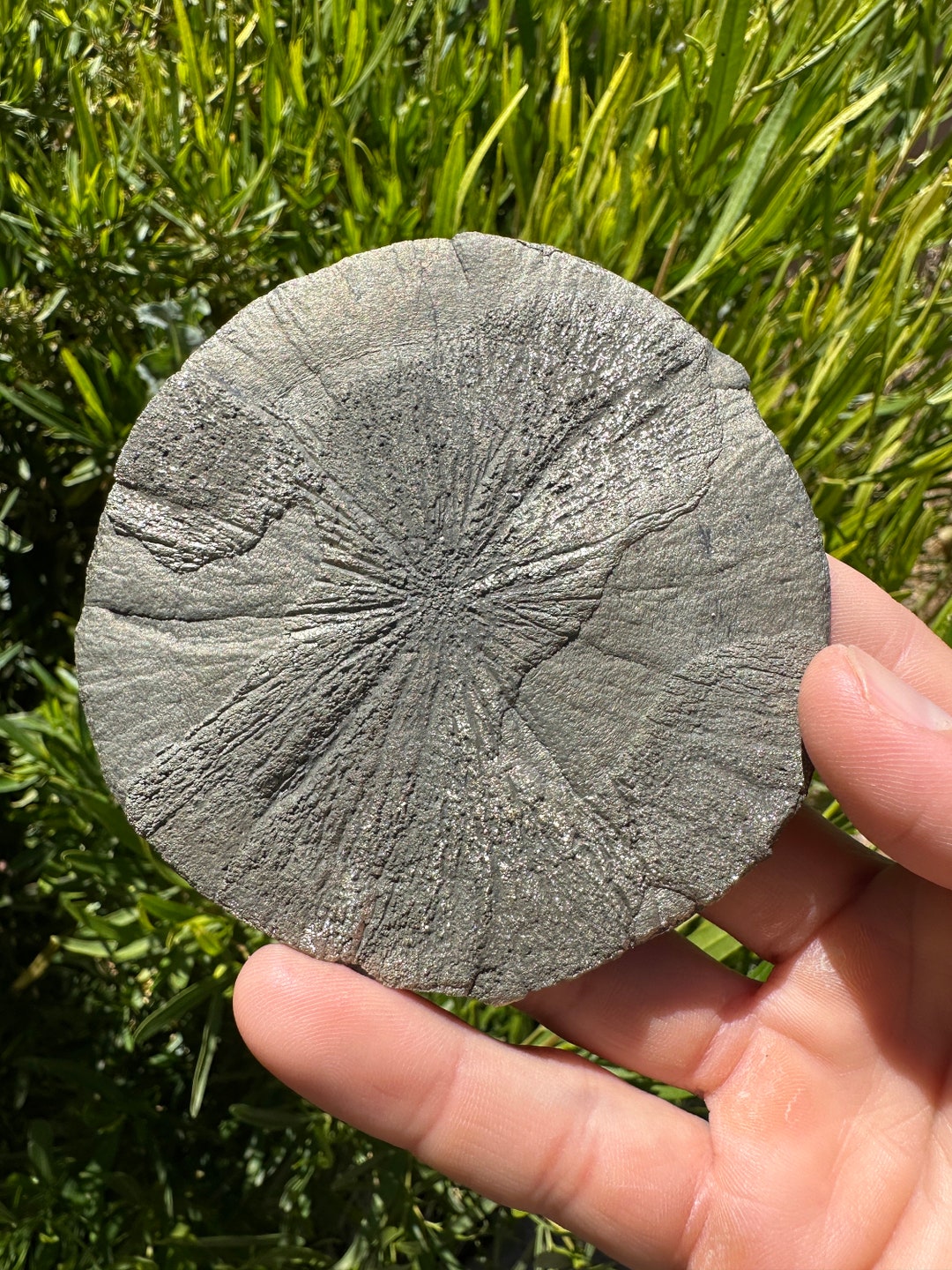 Large Pyrite Sun, Pyrite Dollar, Pyrite, Rock Collection, Sparta ...