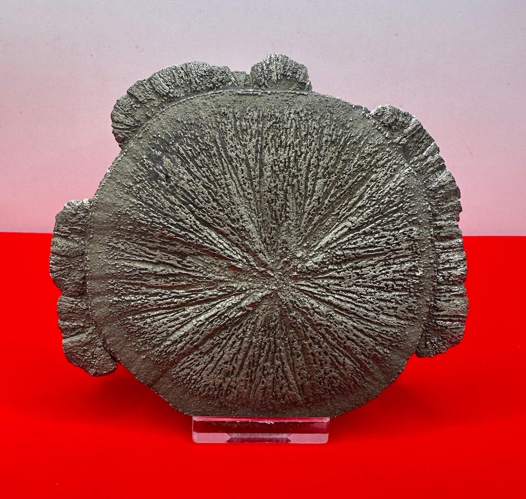 Large Pyrite Sun, Pyrite Dollar, Pyrite, Rock Collection, Sparta ...
