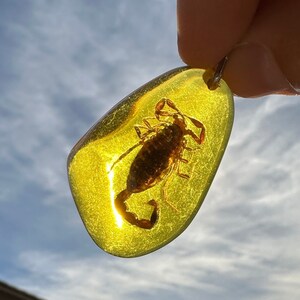 Scorpion Amber Keychain, Scorpion Keychain, Scorpion, Backpack Keychain ...