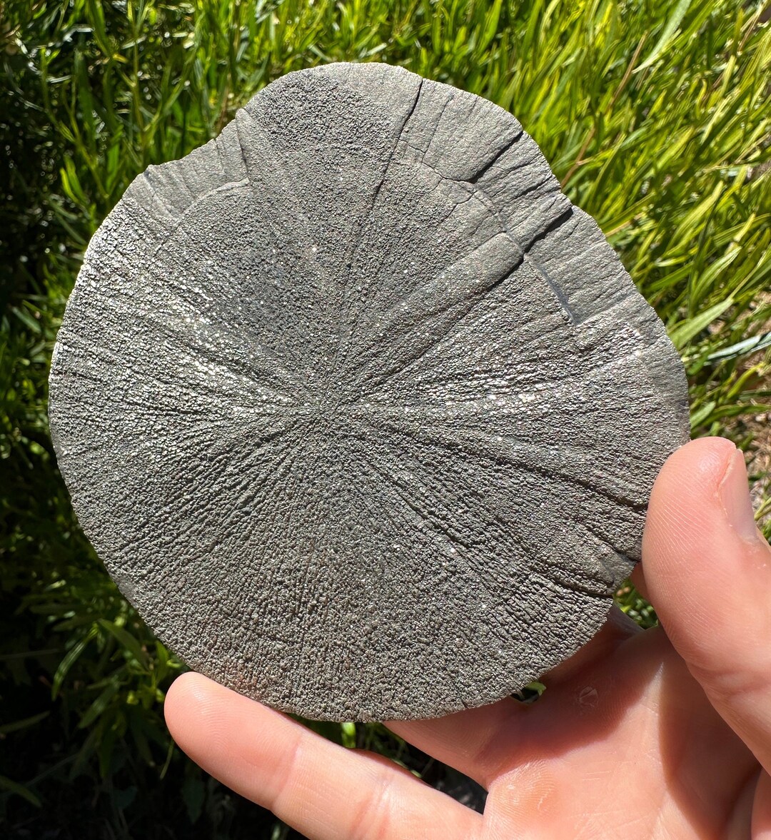 Large Pyrite Sun, Pyrite Dollar, Pyrite, Rock Collection, Sparta ...