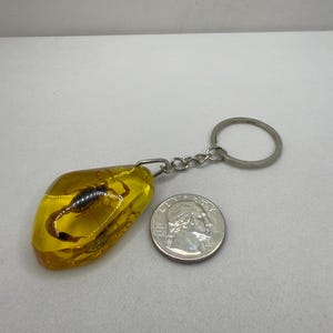 Scorpion Amber Keychain, Scorpion Keychain, Scorpion, Backpack Keychain ...