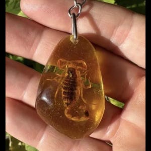 Scorpion Amber Keychain, Scorpion Keychain, Scorpion, Backpack Keychain ...