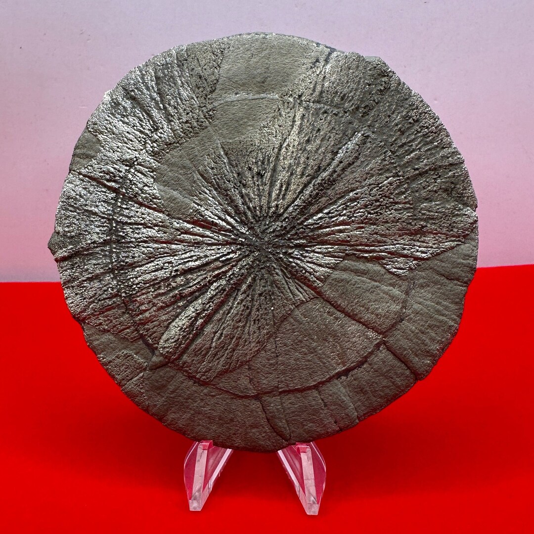 Large Pyrite Sun, Pyrite Dollar, Pyrite, Rock Collection, Sparta ...