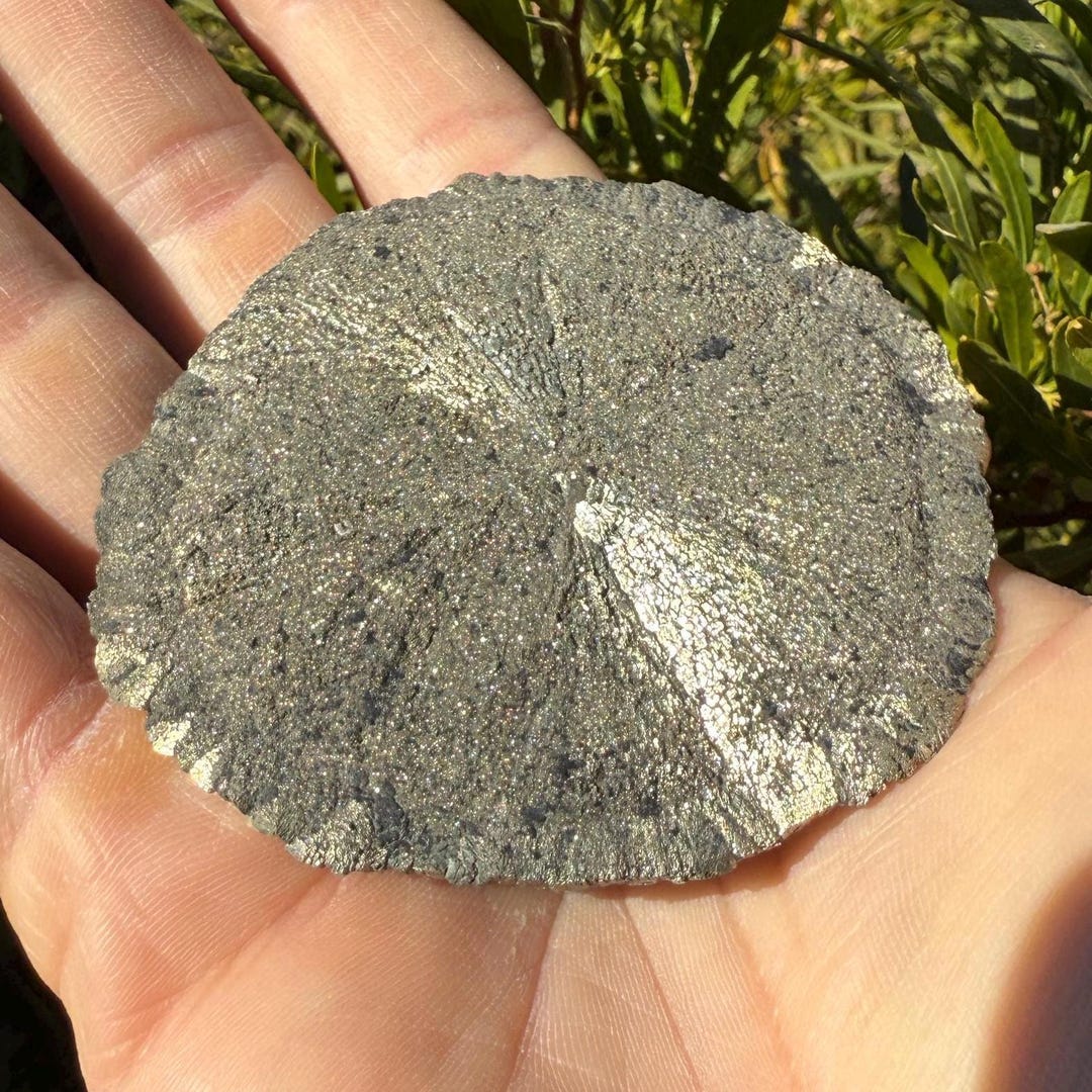 Sparkling Pyrite Sun, Pyrite Dollar, Pyrite, Rock Collection, Sparta ...