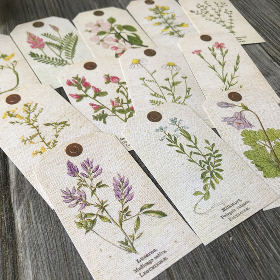 Vintage Botanical Tag Specimen Plant Themed Decorative - Etsy