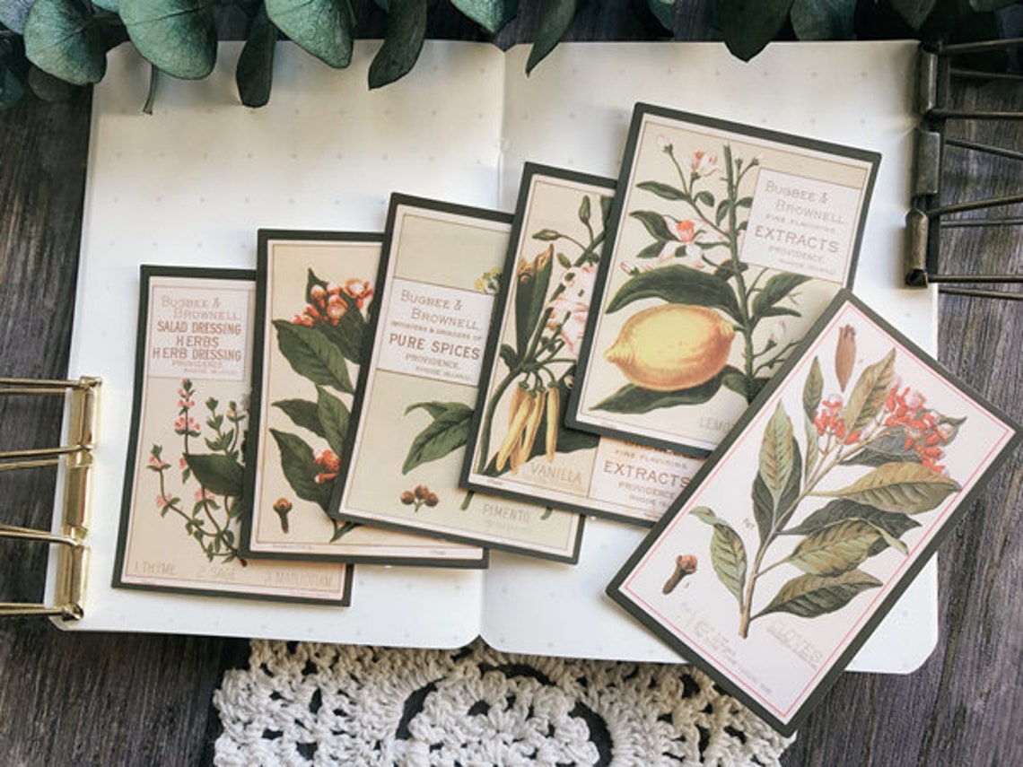 Vintage Botanical Specimen Plant Sample Themed Decorative | Etsy