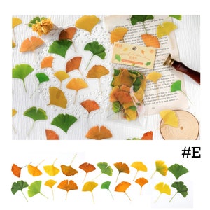 Autumn Leaves PET Sticker | Fall Foliage Fern Maple Leaves Ginkgo ...