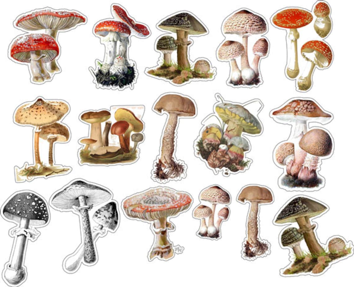 Mushroom Themed Stickers Decorative Stickers Die Cut Stickers - Etsy