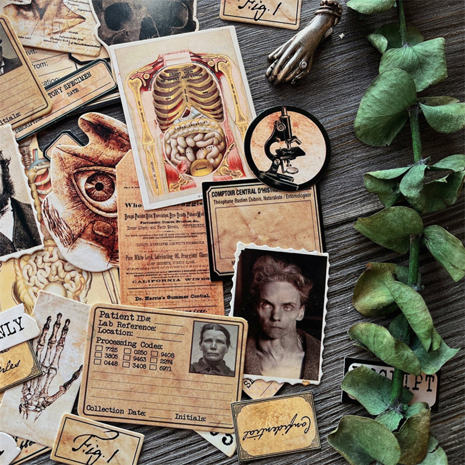 43pcs/pack Vintage ANATOMY EPHEMERA | Human Skeleton Vintage Old Photo ...
