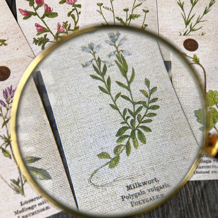 Vintage Botanical Tag Specimen Plant Themed Decorative Ephemera, Plant ...