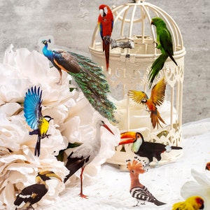 Bird PET Sticker ｜parrot Quill Bird Sparrow Nature Insect Themed PET ...