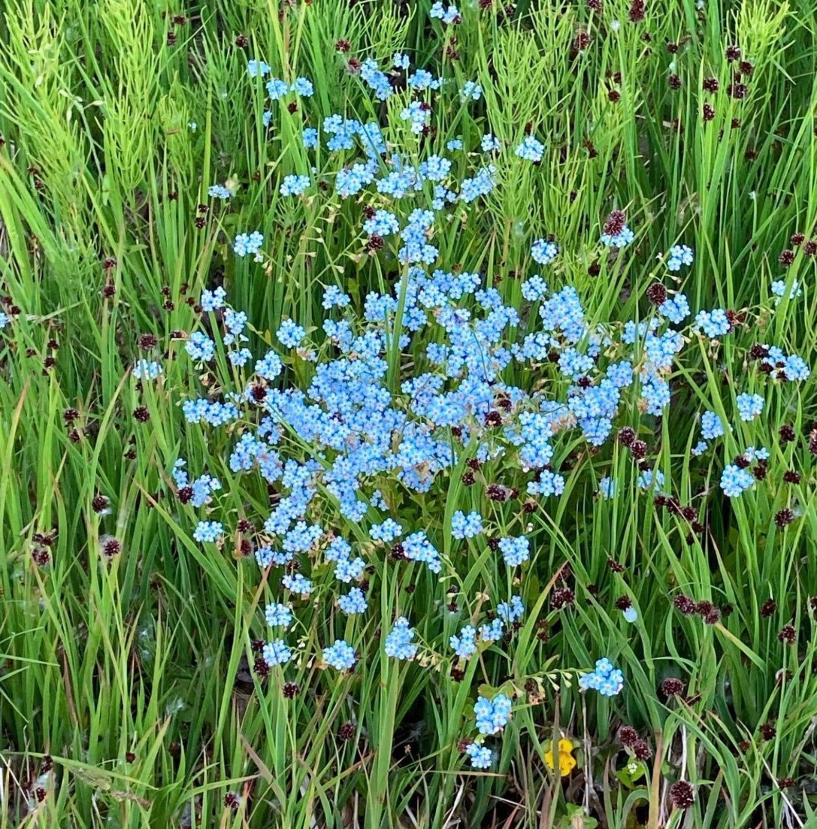 Alaska State Flower Forget Me Not Earrings Handmade Jewelry - Etsy